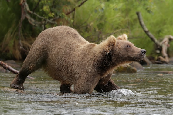 Bear Standing Side