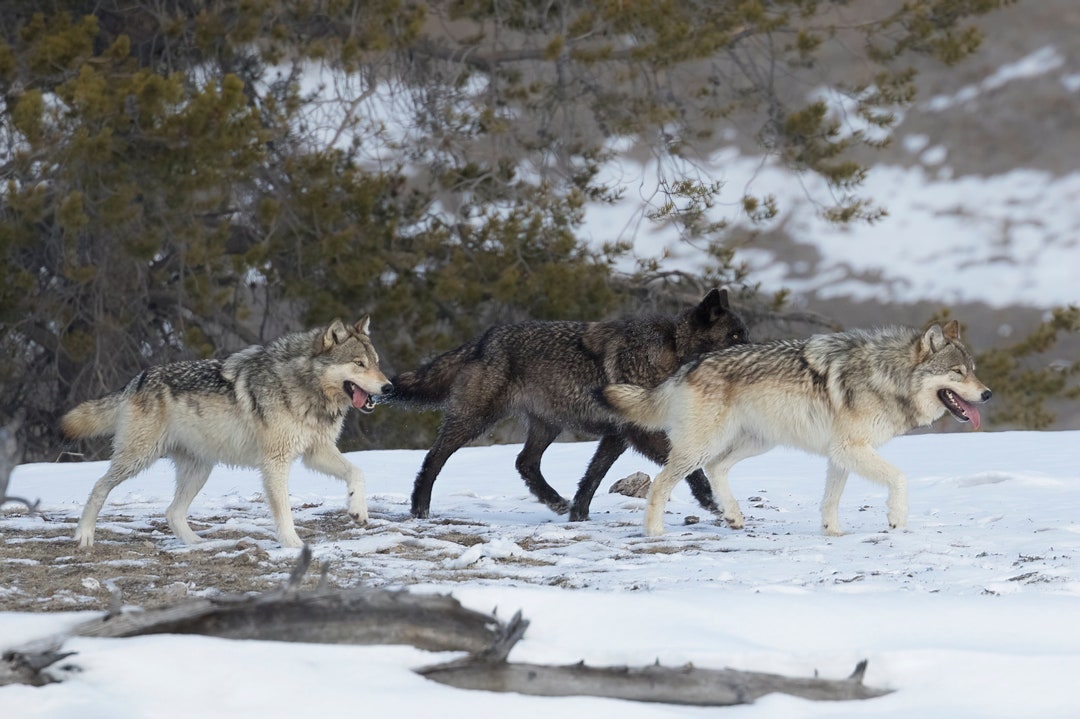 Wolf Pack in Winter in Yellowstone National Park, Wyoming - Etsy