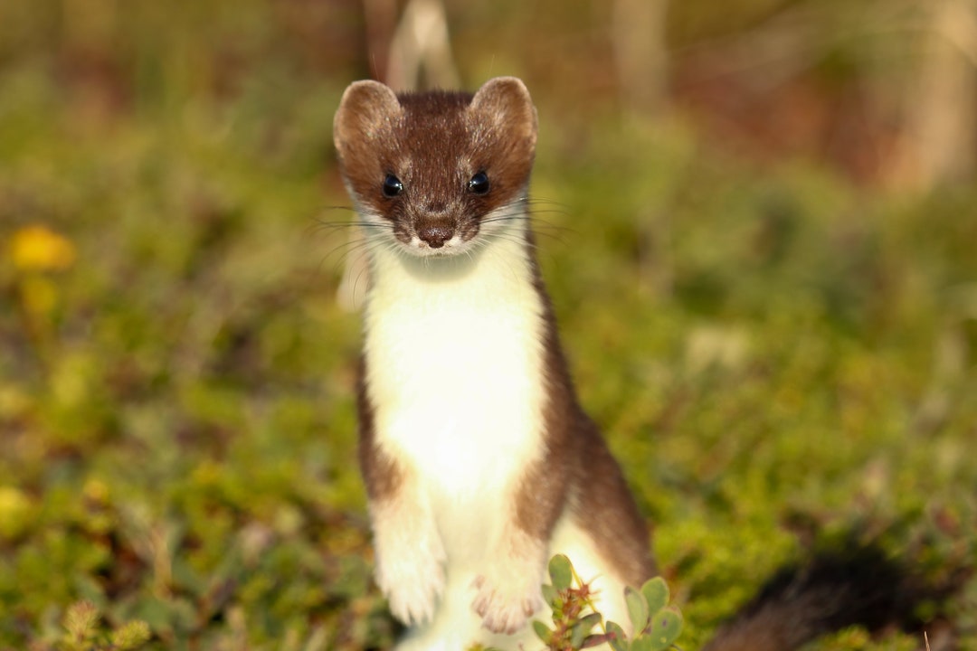 Curious Short-tailed Weasel (ermine) in Katmai National Park, Alaska - Etsy