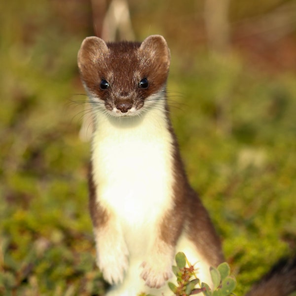 Weasel - Etsy