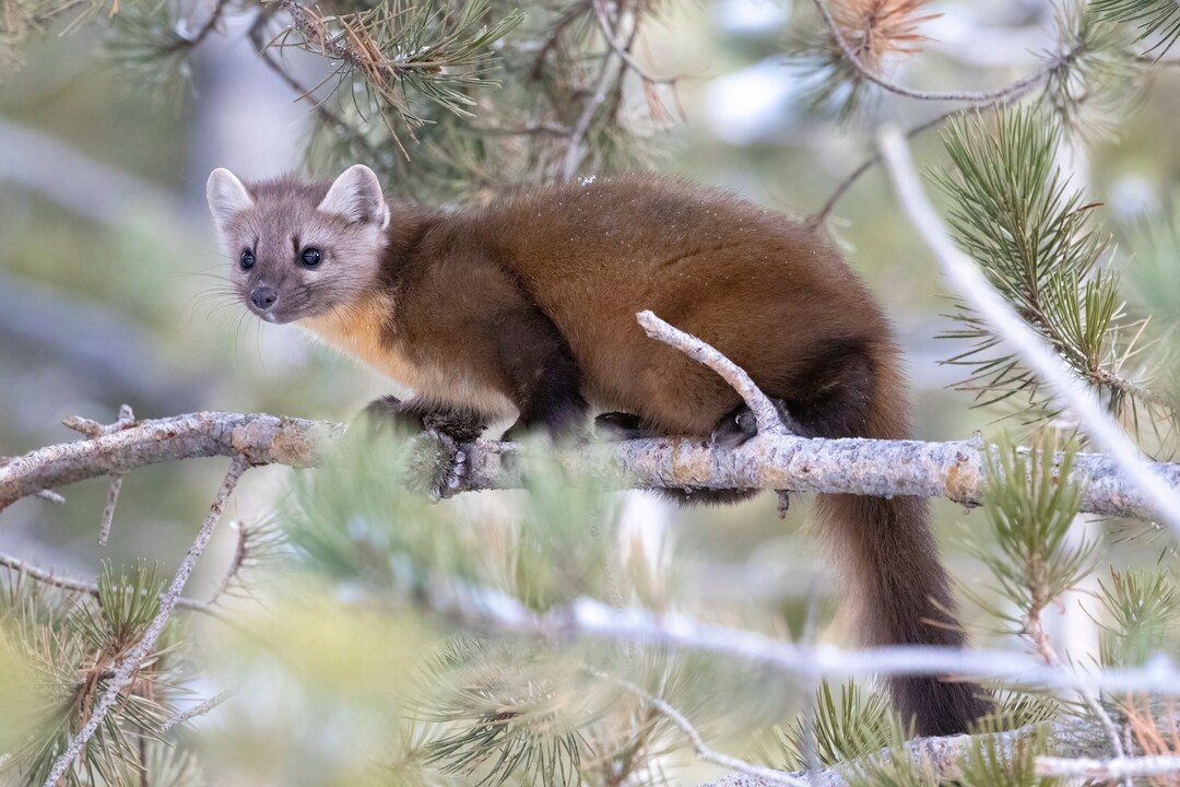 Pine Marten in Yellowstone National Park - Etsy