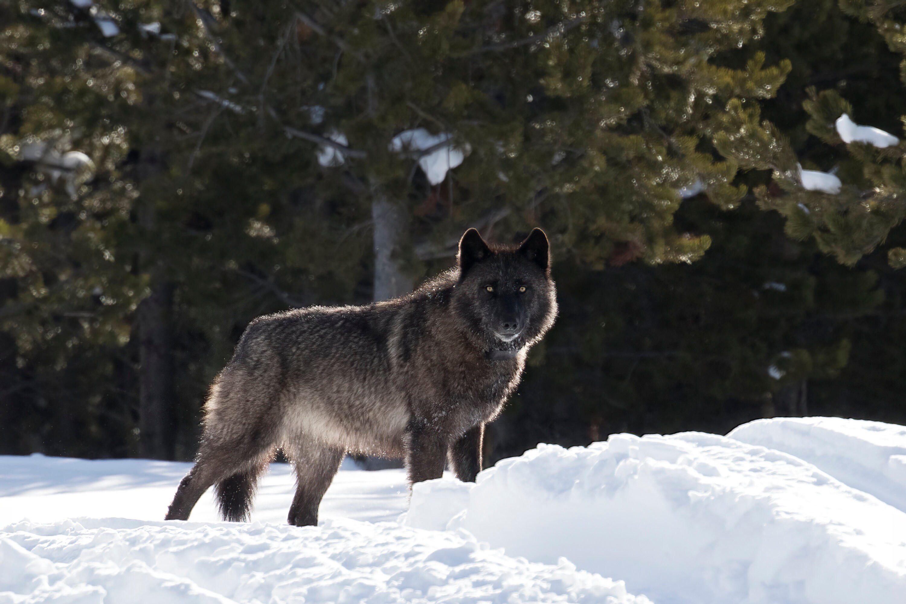Black Wolf in Snow in Yellowstone National Park, Wyoming - Etsy
