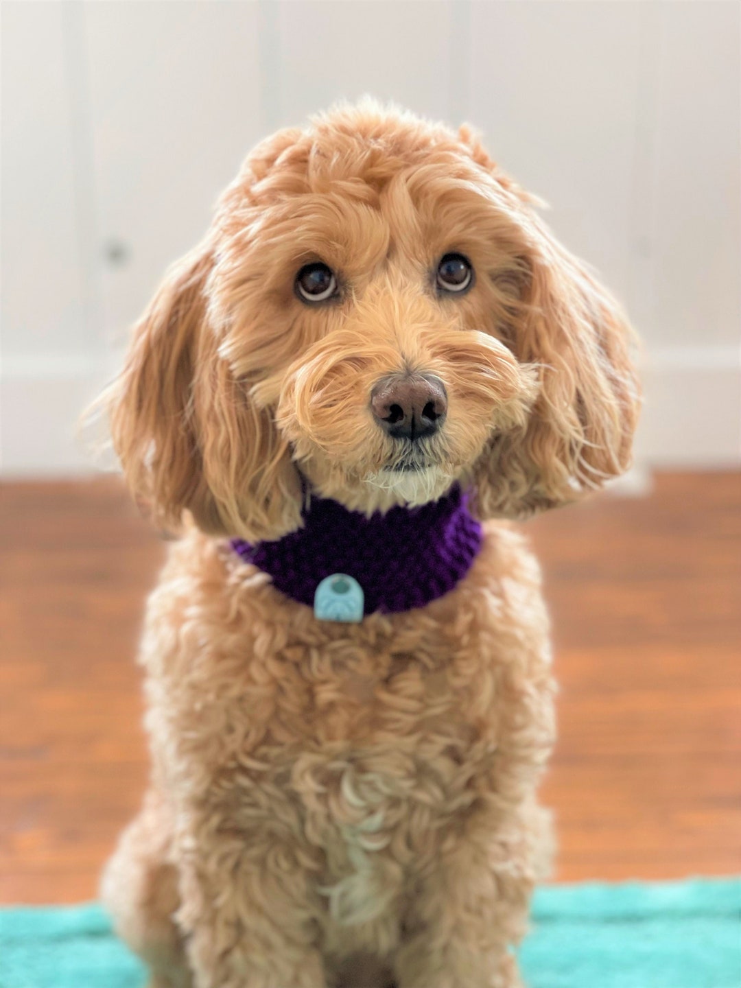 The Arf Scarf / Dog Scarf / Dog Bandana / Dog Snood / Knit Infinity Dog ...