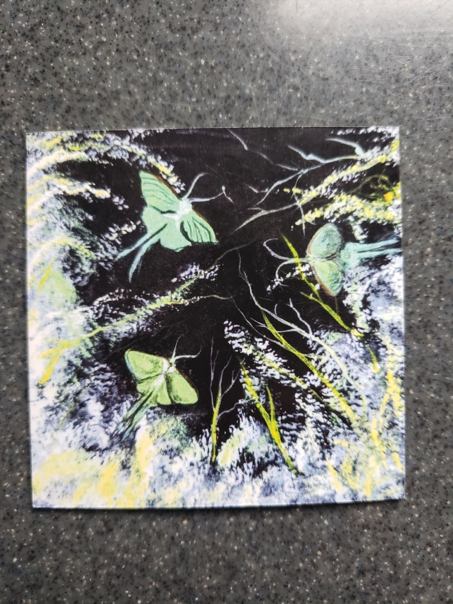 Luna Moth Magnet Spooky Magnet Bug Magnet Insect Magnet - Etsy