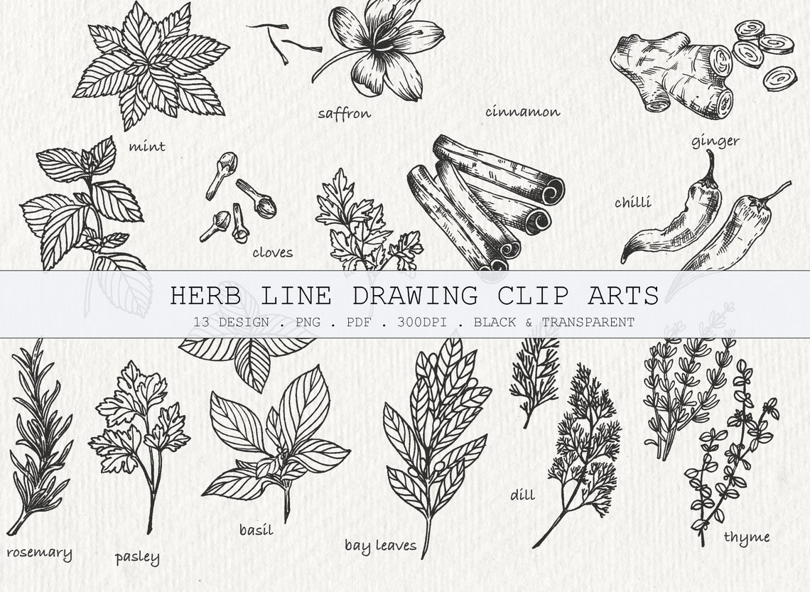 Hand Drawn Herb Clipart / Line Pen Drawing / Herb Clipart - Etsy