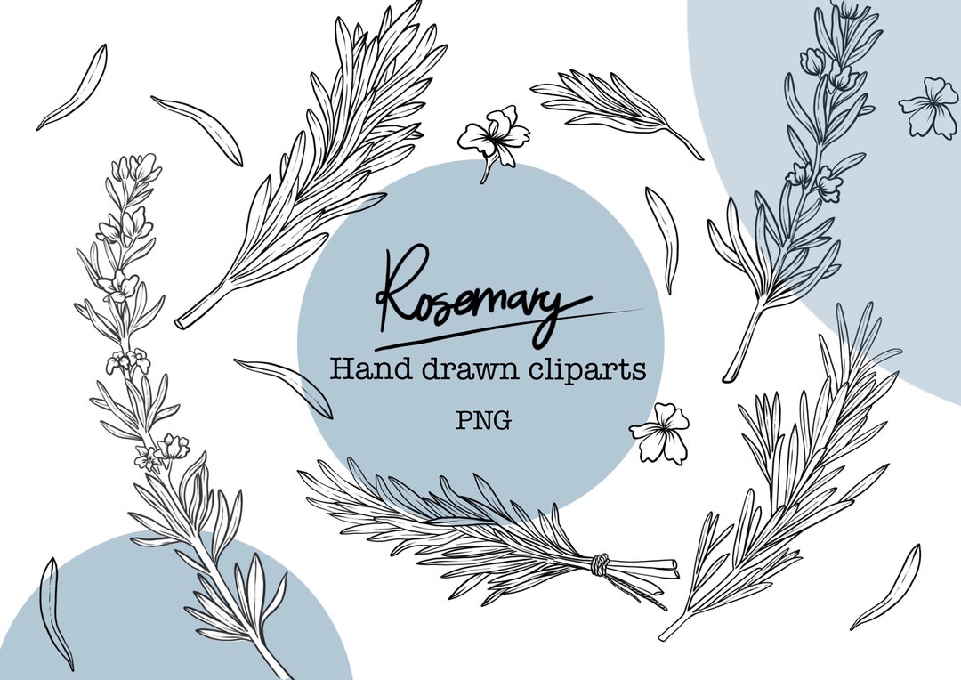 Rosemary Clipart, PNG, Hand Drawn Rosemary Line Art for Logo, Graphic ...