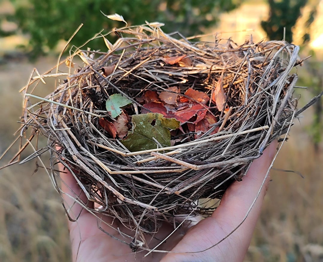 Real Bird's Nest Ornithology Natural Craft Supply Miniature Authentic ...