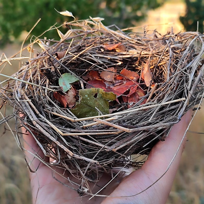 Real Birds Nest - Etsy