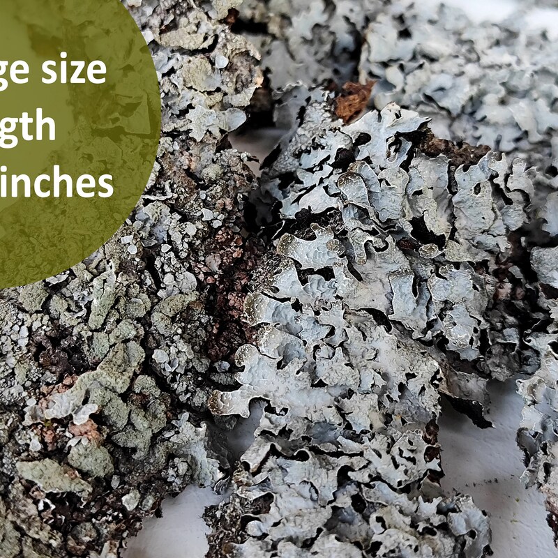 Lichen Terrarium - Etsy
