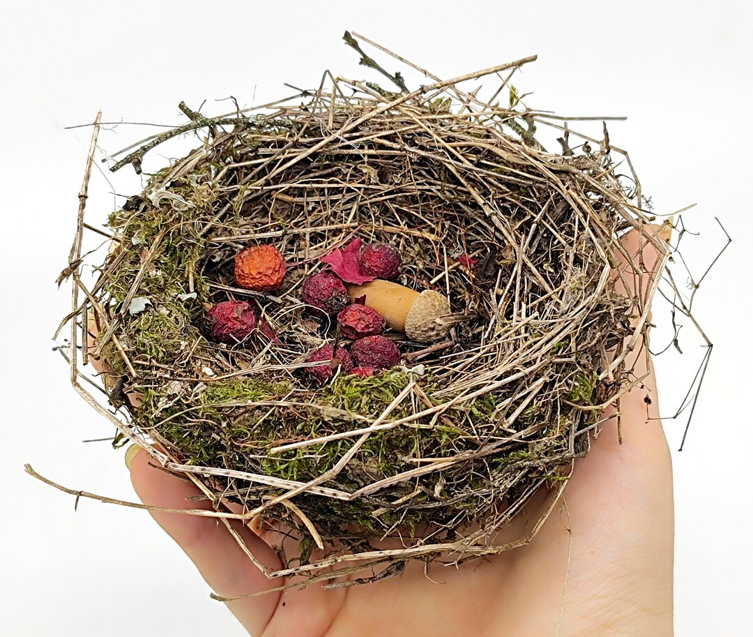 Real Bird's Nest With Moss Easter Decor Unique Gift Natural Craft ...