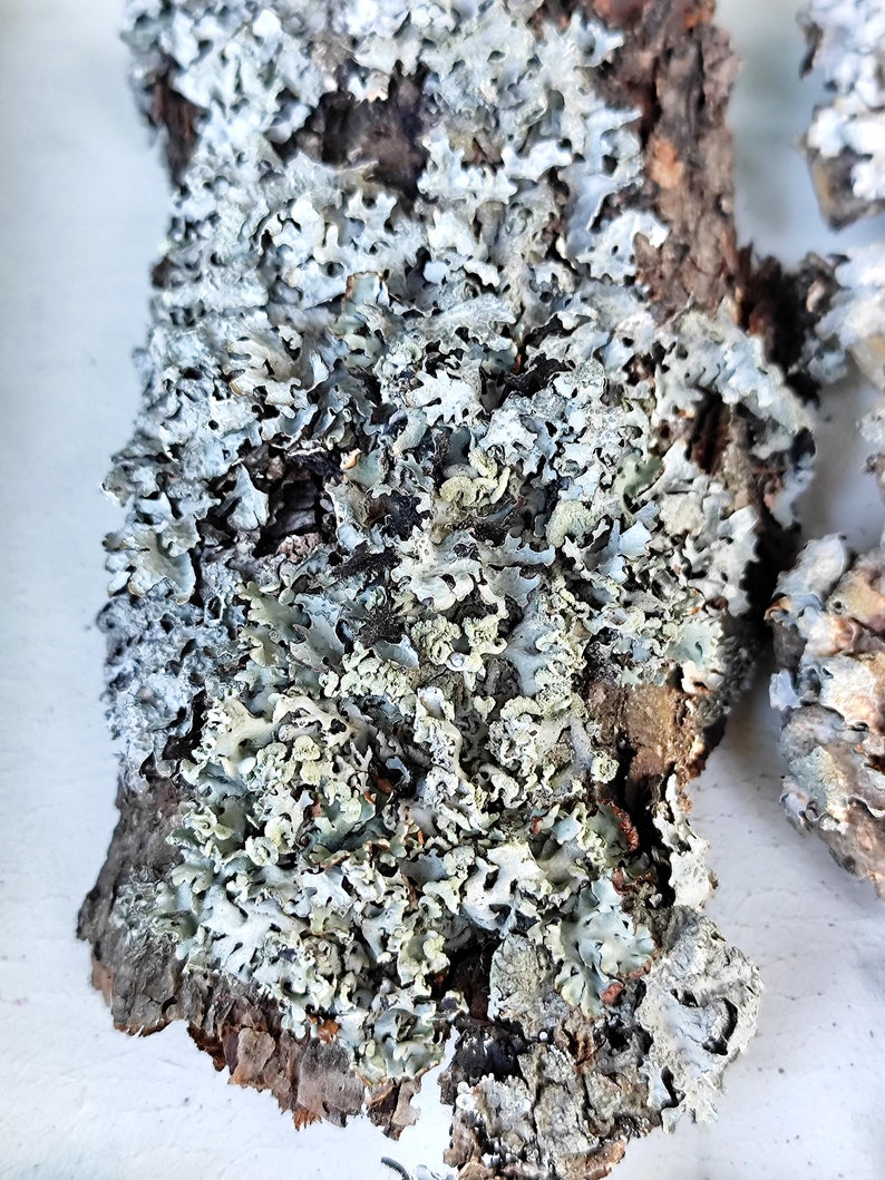 Gray Lichen on Bark 10 Big Pieces Forest Decor Terrarium Decoration ...