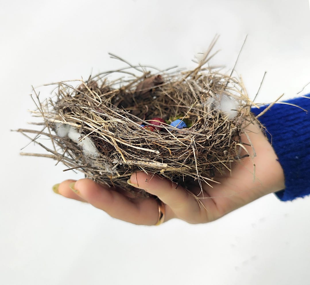 Real Bird's Nest Unique Interior Accent Ecofriendly Natural Decor #51 ...
