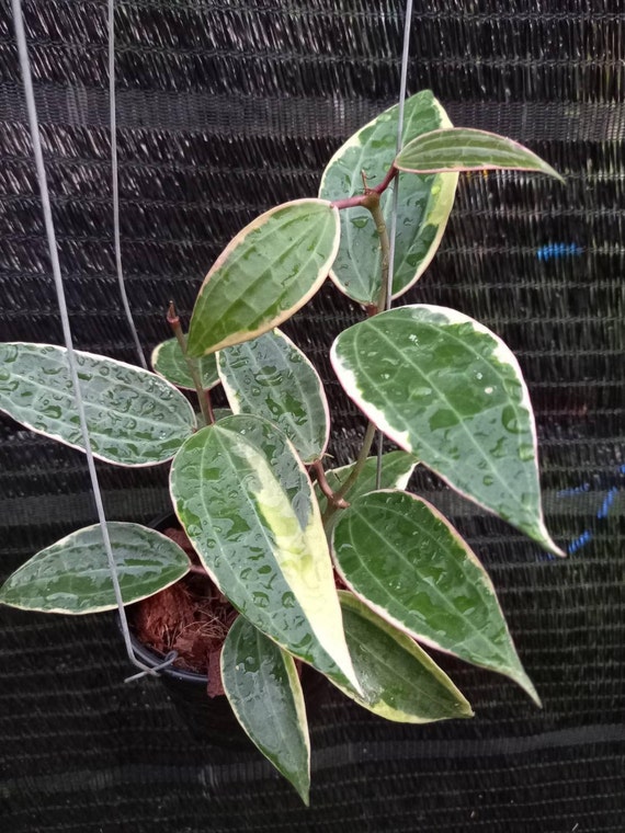 Hoya Macrophylla Variegata Large Size - Etsy Canada