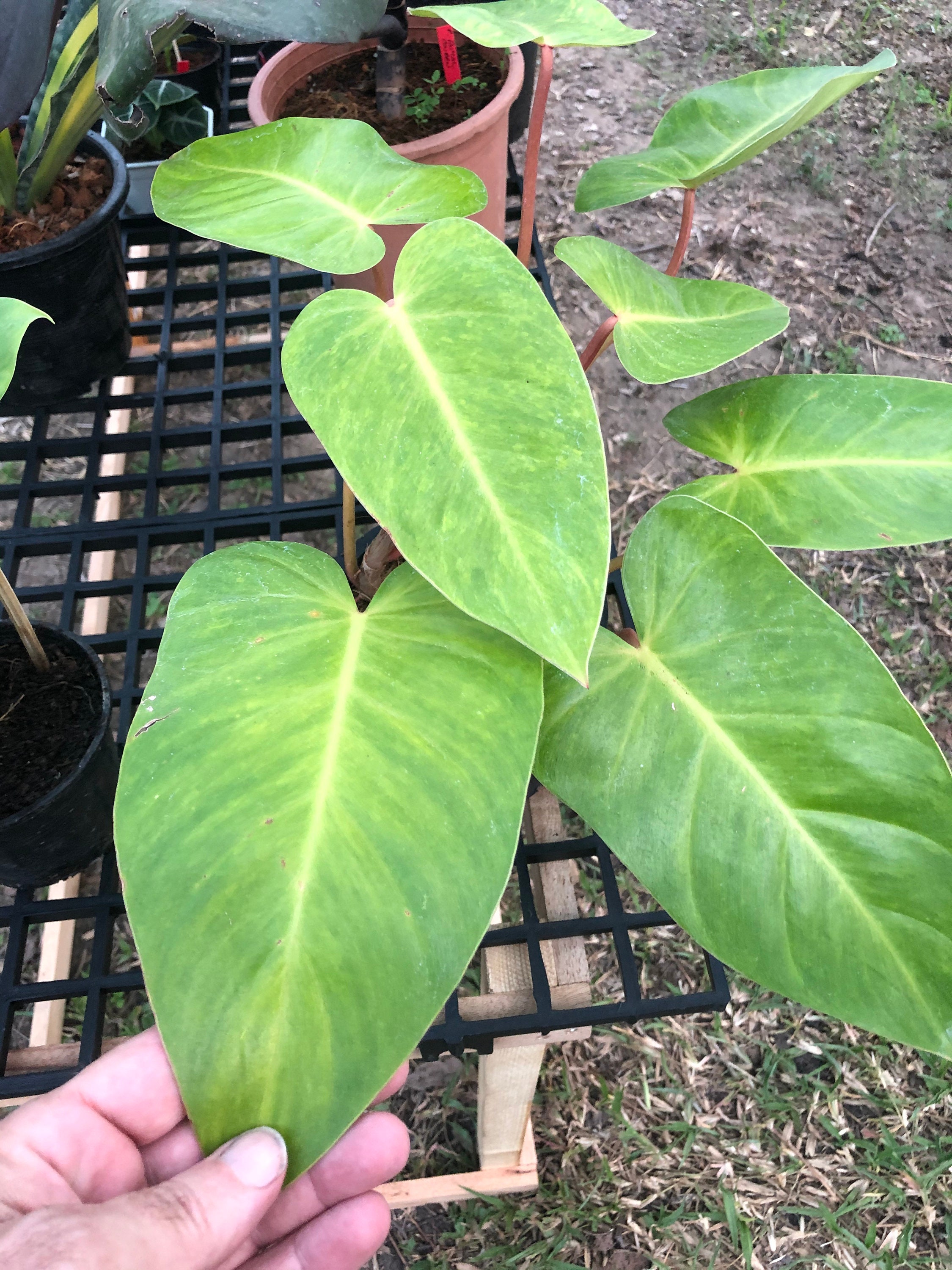 Very Rare Large Philodendron Painted Lady - Etsy Ireland