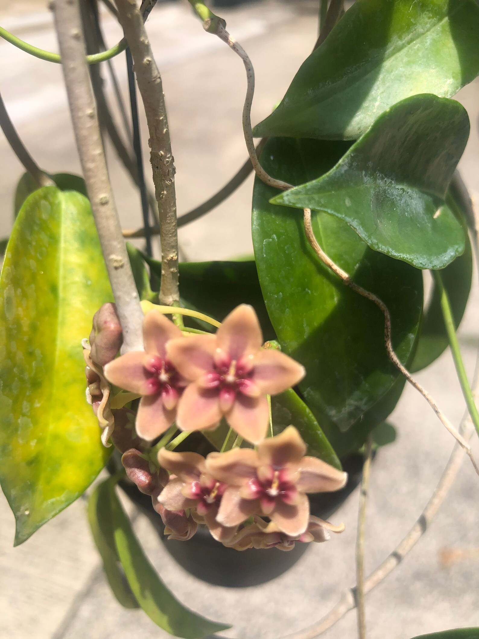 Hoya Rubida Aka Hoya Rubida Aff IML 1710 - Etsy UK