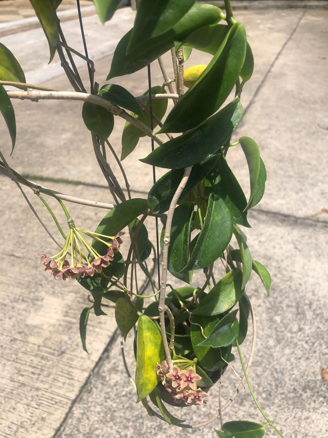 Hoya Rubida Aka Hoya Rubida Aff IML 1710 - Etsy UK