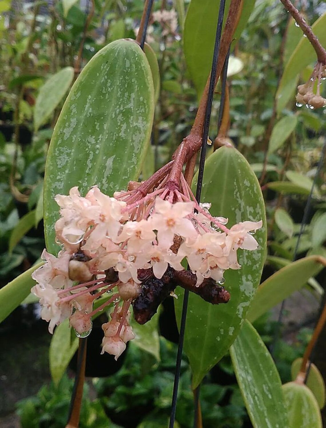 Hoya Rangsan Splash Aka Hoya Sp Rangsan | Etsy