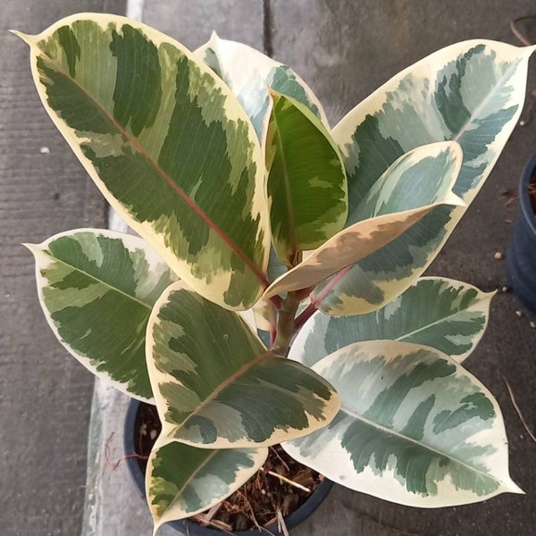 Ficus Elastica "tineke" - Etsy