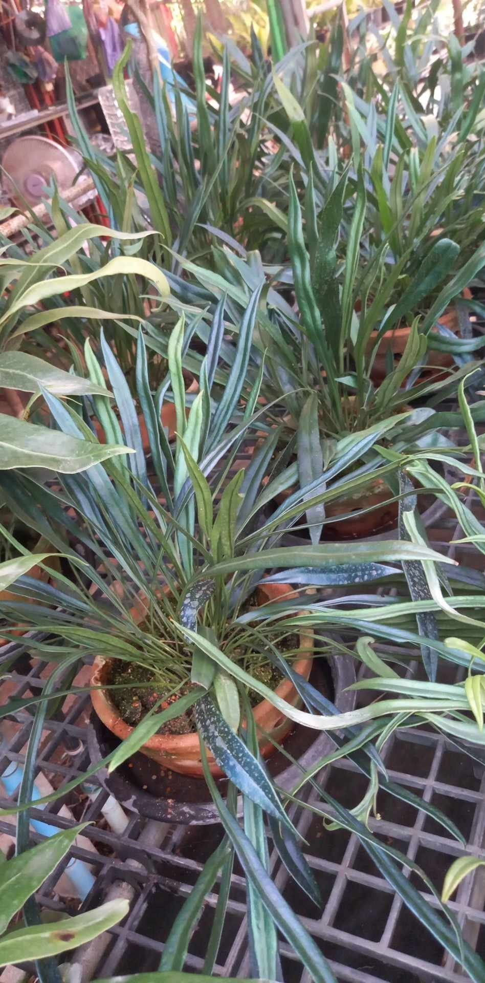 Microsorum Thailandica blue Oil Fern - Etsy