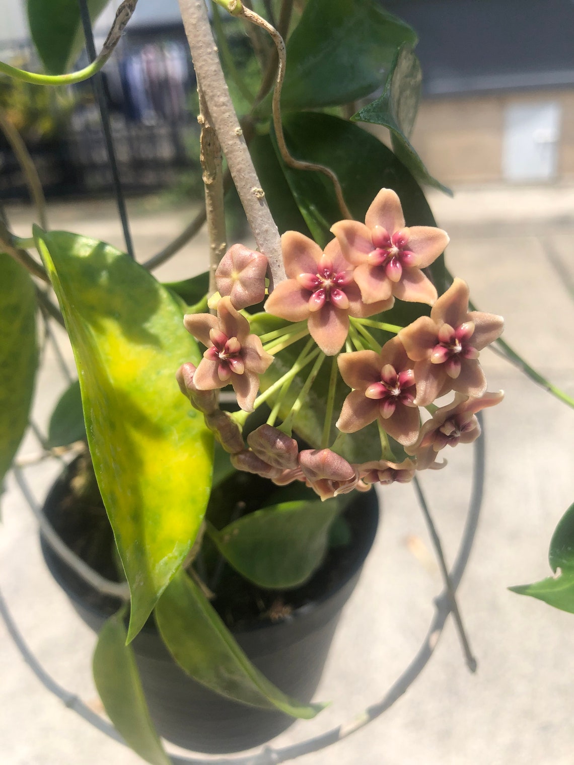 Hoya Rubida Aka Hoya Rubida Aff IML 1710 - Etsy UK