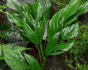 Monstera Pinnatipartita - Etsy