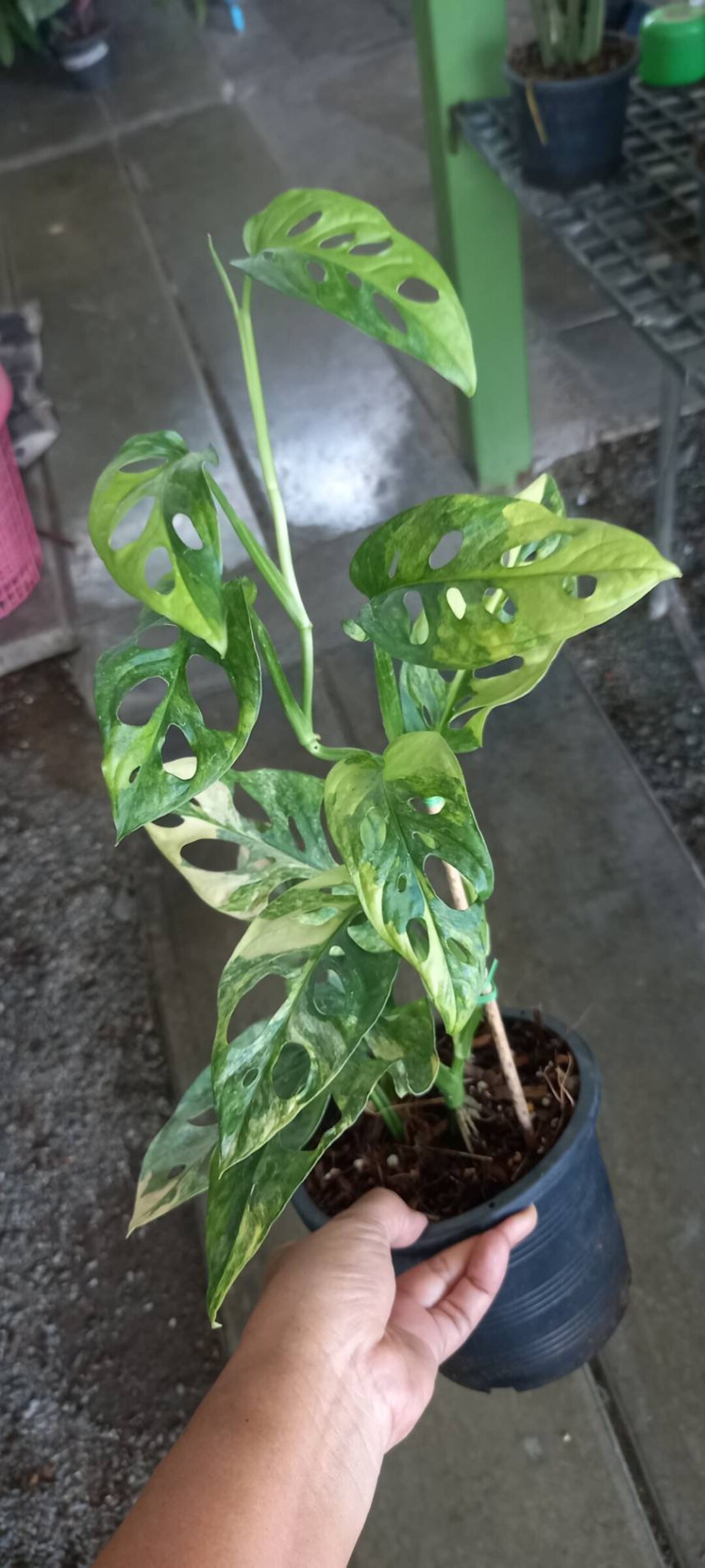 Monstera Adansonii Aurea Variegated - Etsy