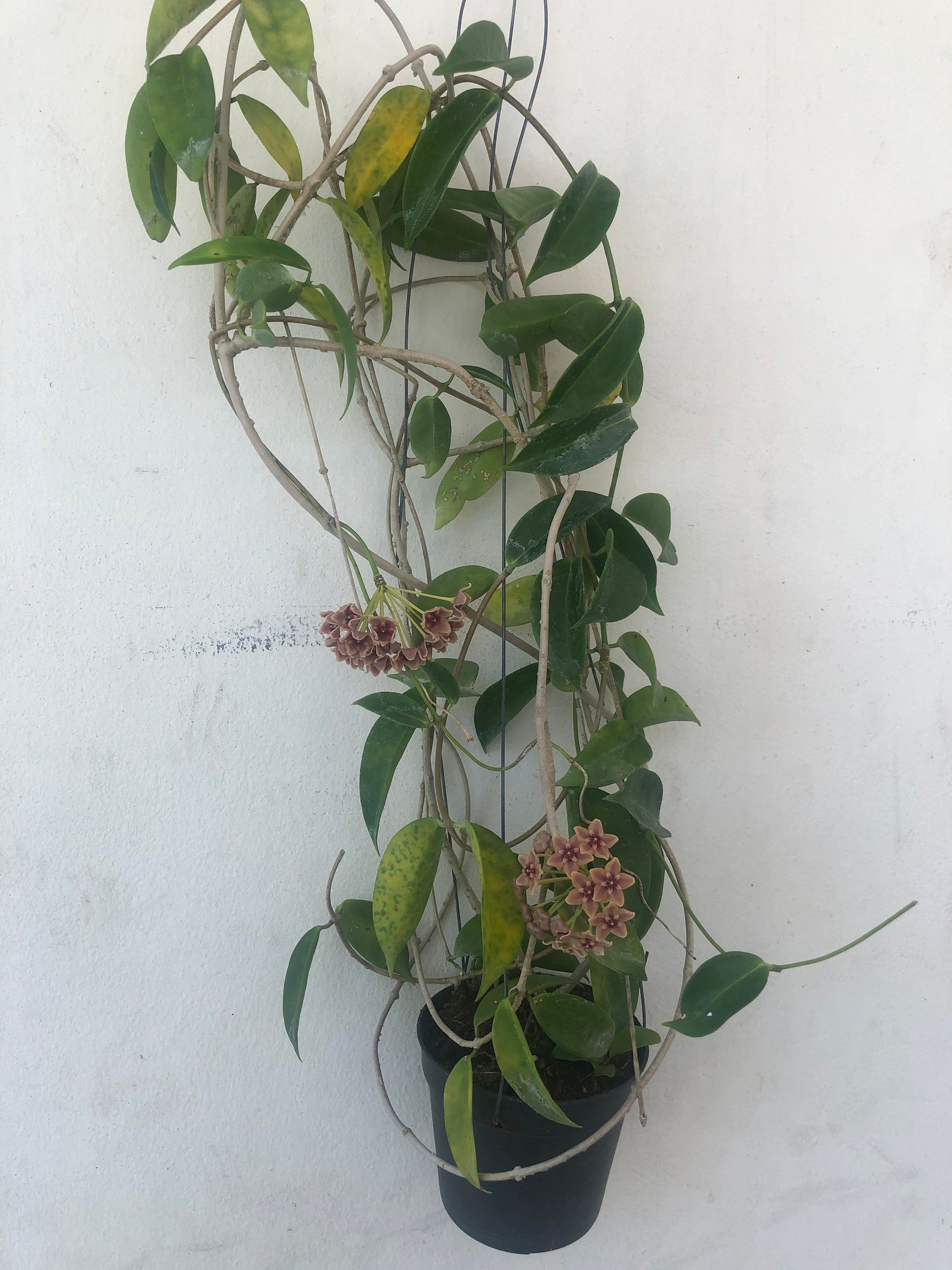 Hoya Rubida Aka Hoya Rubida Aff IML 1710 - Etsy UK