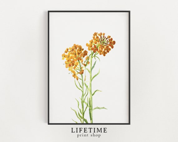 Wallflower Plant Drawing