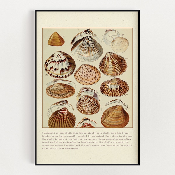 Vintage Seashell Art - Etsy