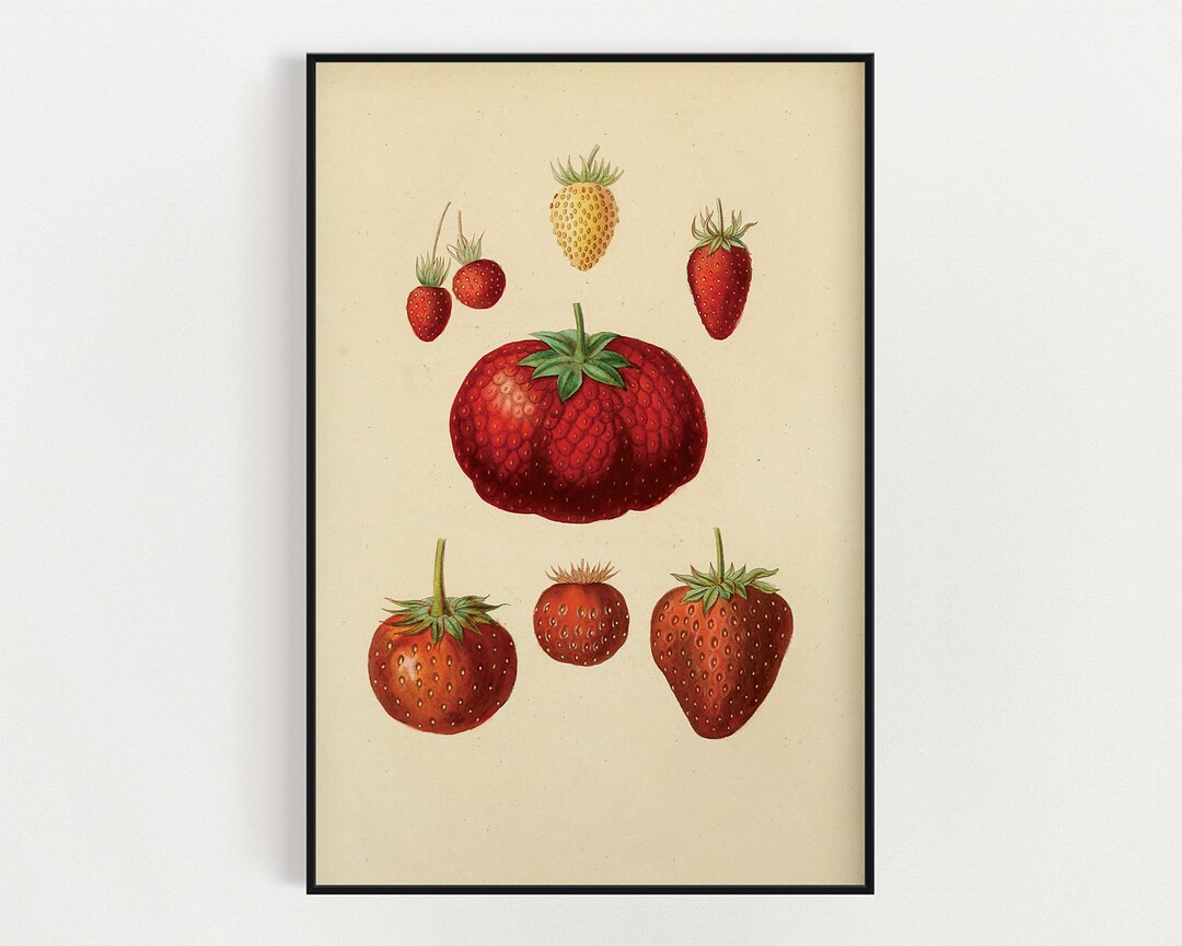 Botanical Strawberry Print Mid-century Art Vintage Kitchen Art ...