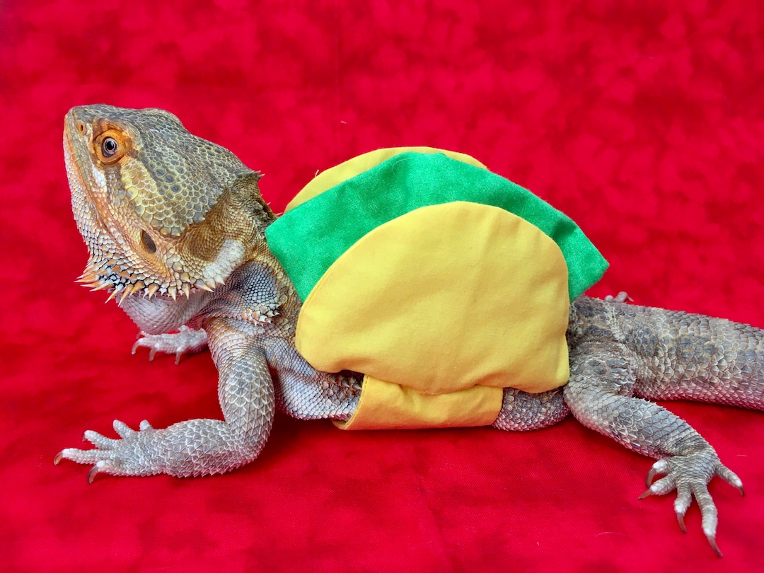 Now That's What I'm "taco" About! Bearded Dragon Taco Costume Halloween ...