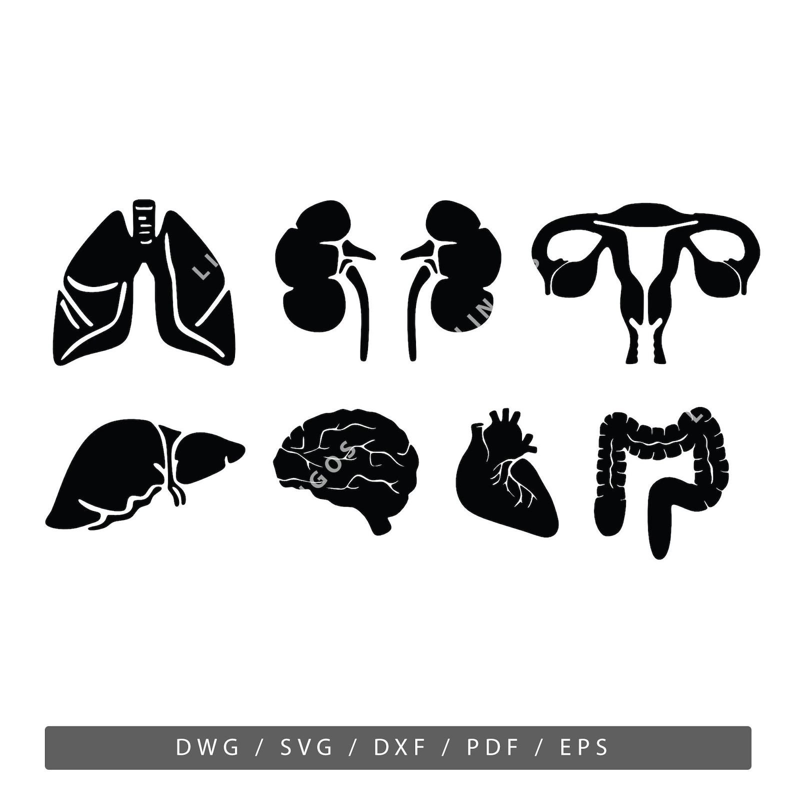 Human Organs SVG Anatomy Vector Organ Icons Health PDF - Etsy