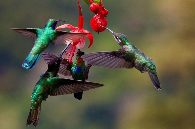Virtual Backgrounds, Zoom Office Background, Hummingbird, Butterfly ...