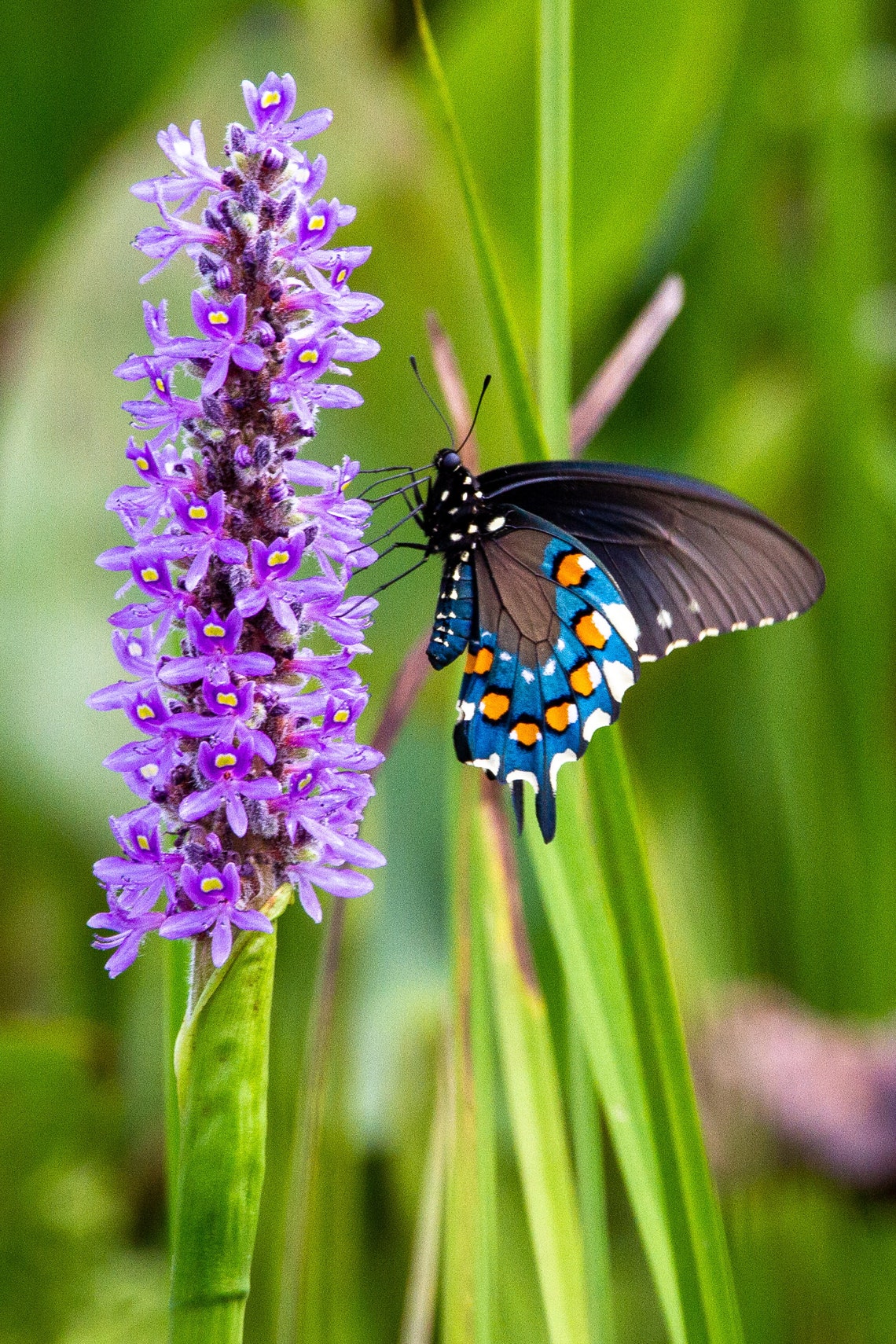 Virtual Backgrounds, Zoom Office Background, Hummingbird, Butterfly ...