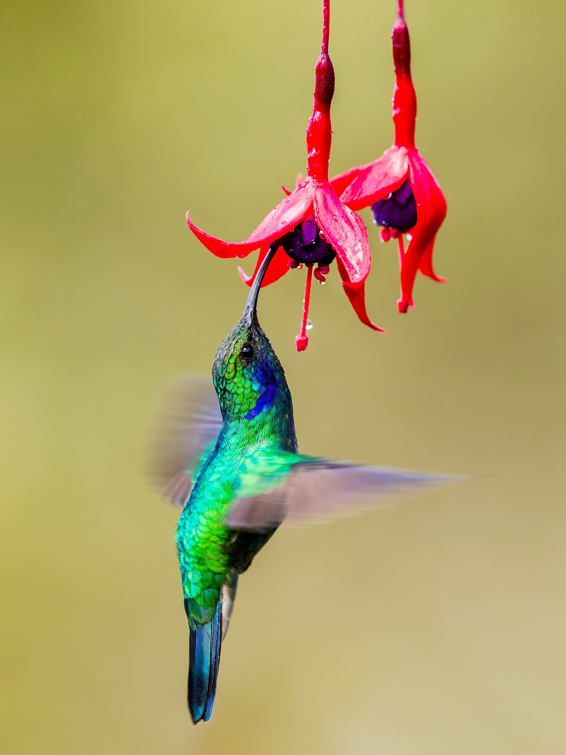 Virtual Backgrounds, Zoom Office Background, Hummingbird, Butterfly ...