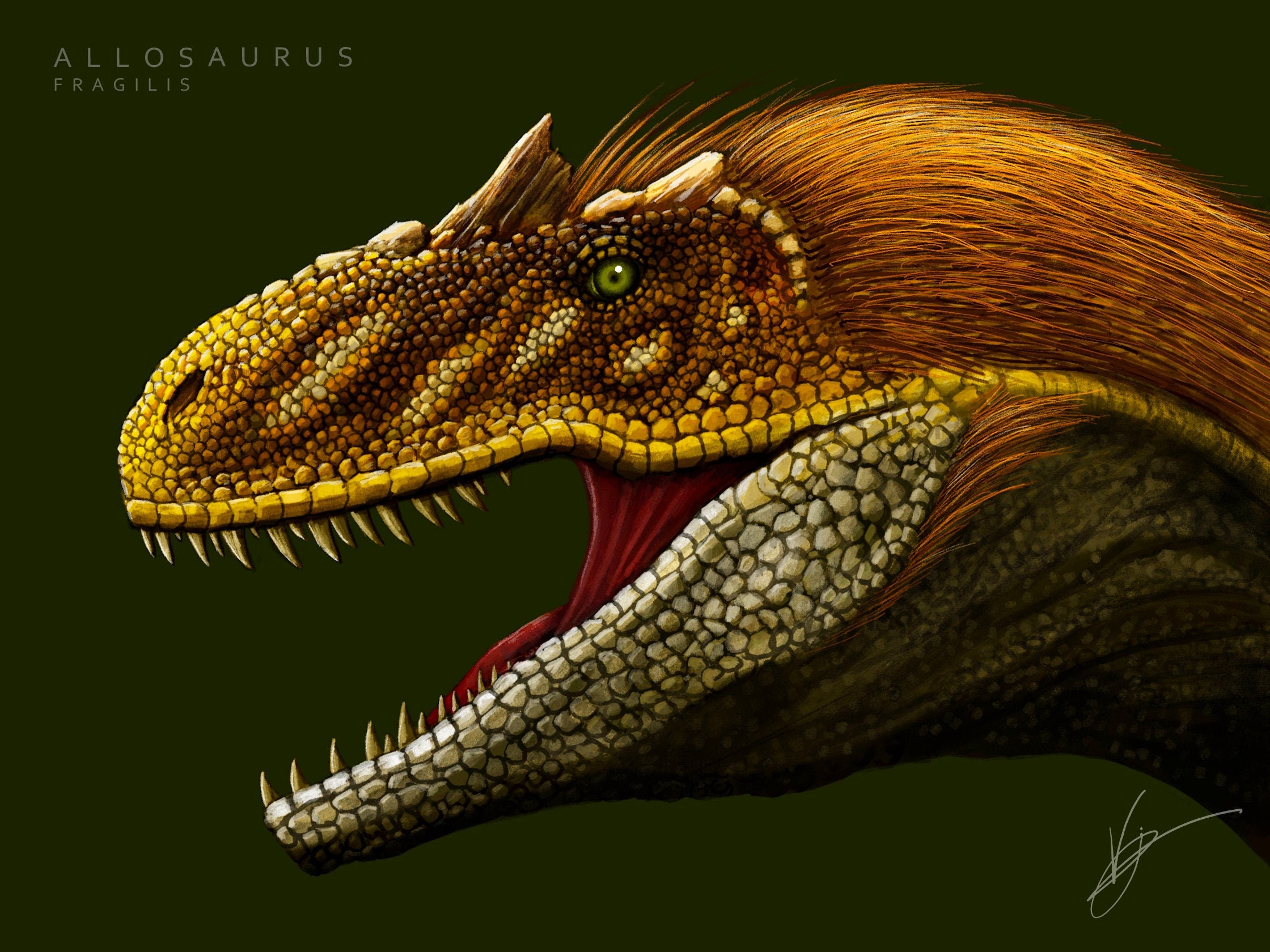 Allosaurus - Portrait - Etsy