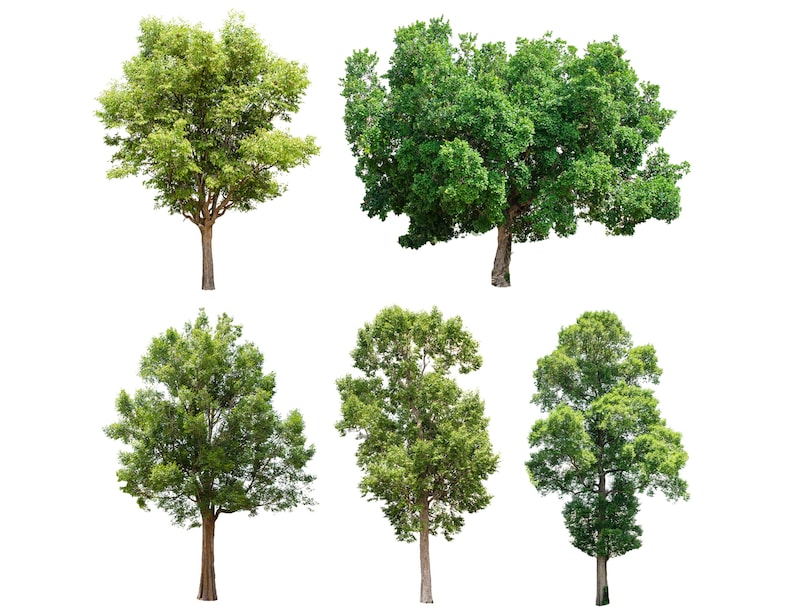 Tree Photoshop Overlays Photo Overlays Package Leaves Plant - Etsy