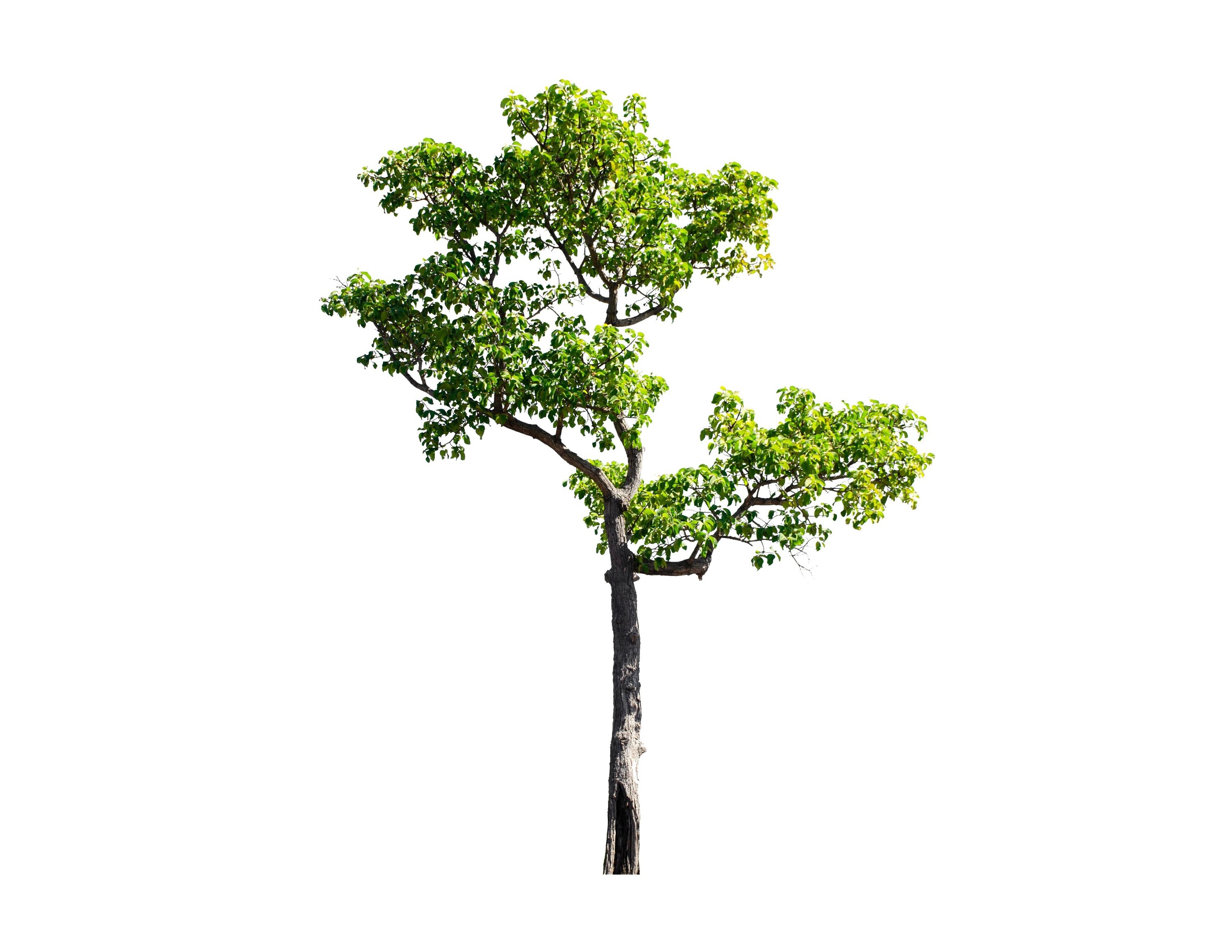 Tree Photoshop Overlays Photo Overlays Package Leaves Plant - Etsy