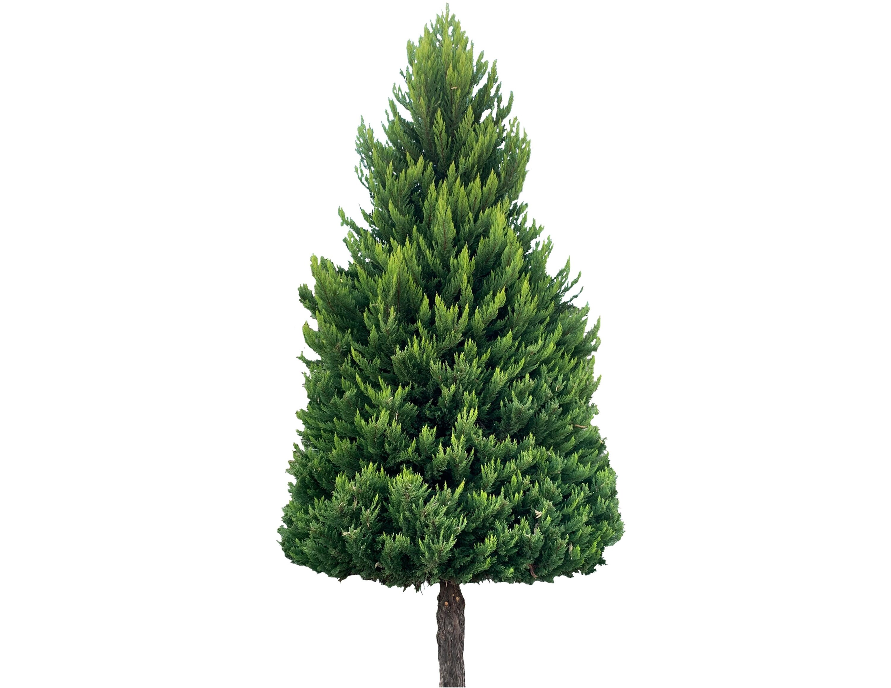 Tree Photoshop Overlays Photo Overlays Package Leaves Plant - Etsy