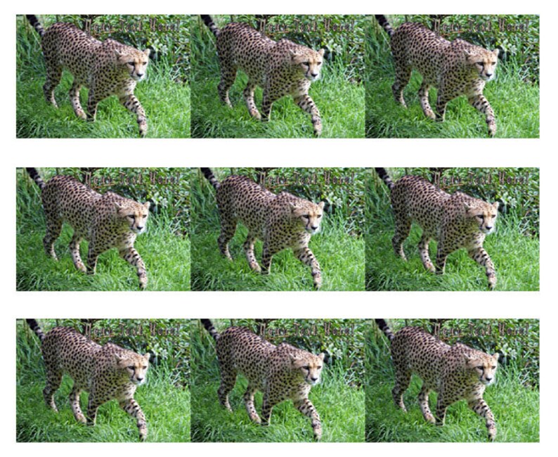 Awesome Cheetah Edible Cake or Cupcake Topper - Etsy