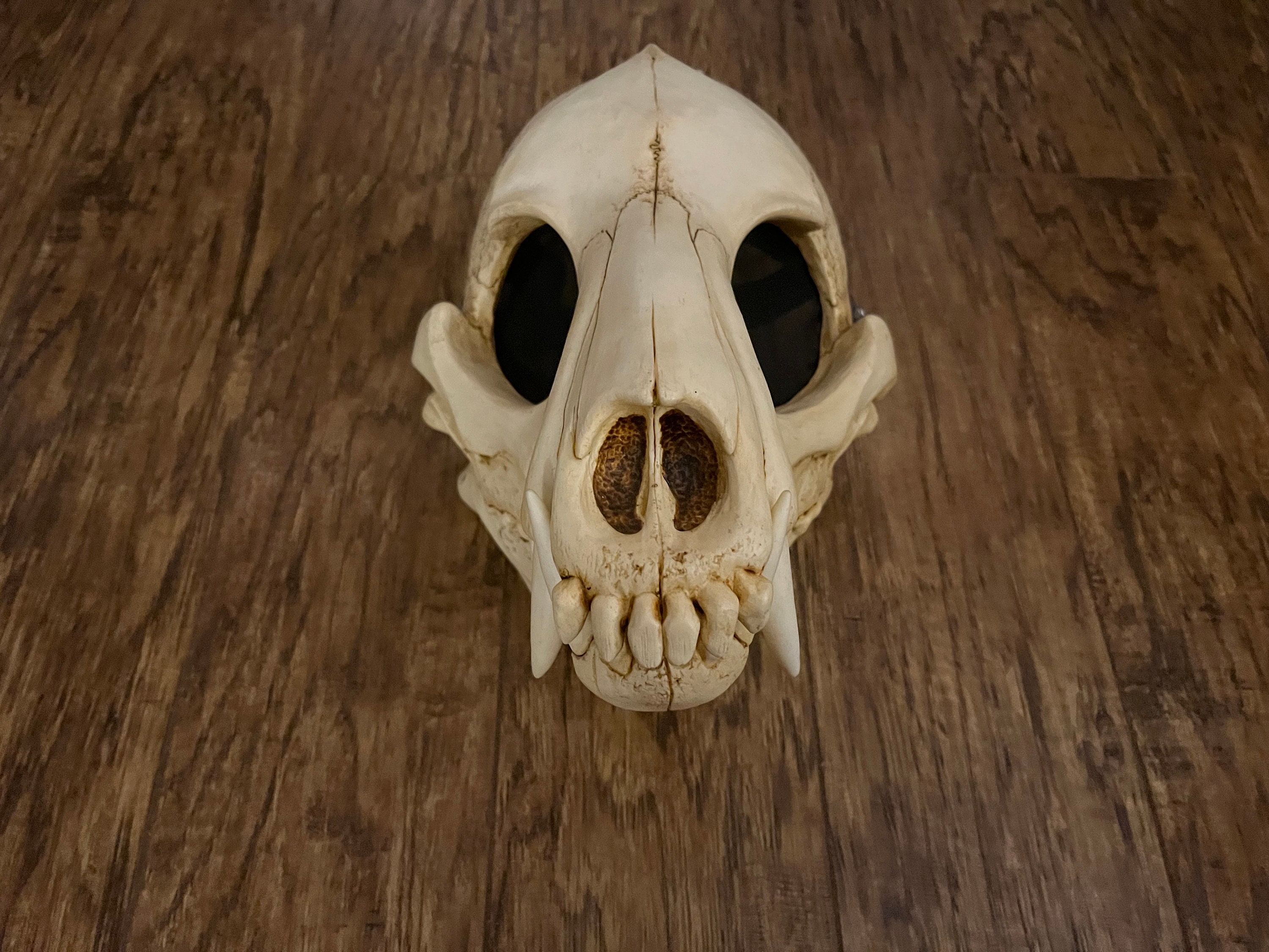 Wolf Skull Mask READ DESC - Etsy