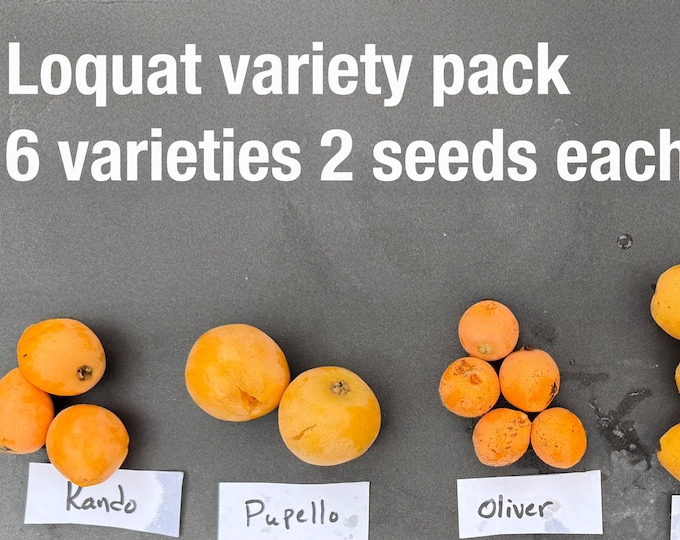 Loquat SEED Variety Pack - 6 Cultivars, 12 Seeds Total! - Etsy