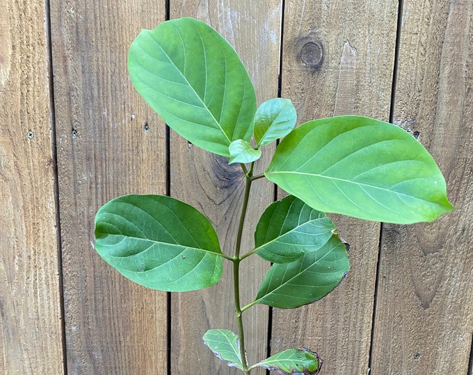 SUPER RARE Nauclea Xanthoxylon, Fruit Tree From Africa - Etsy