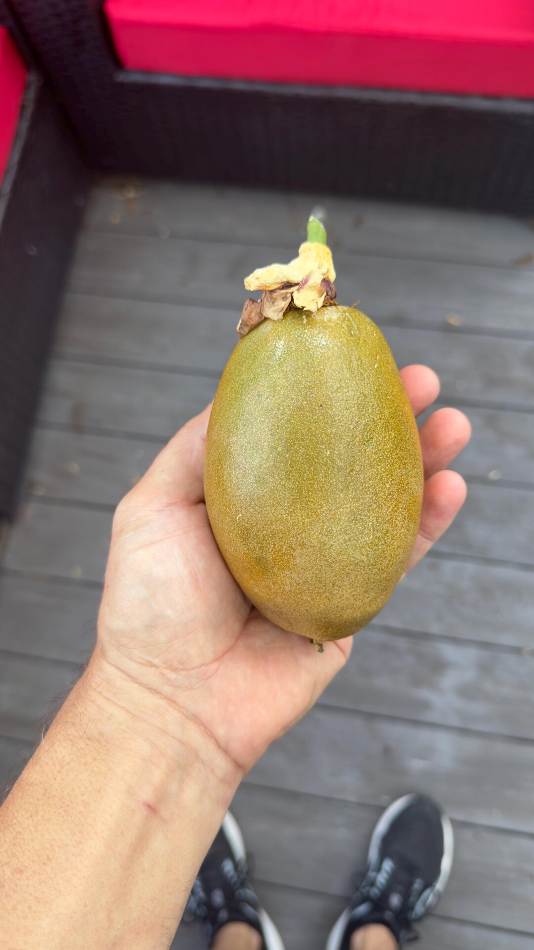 Passiflora 'ruby Glow' - Stunning Passion Fruit and Beautiful Fragrant ...