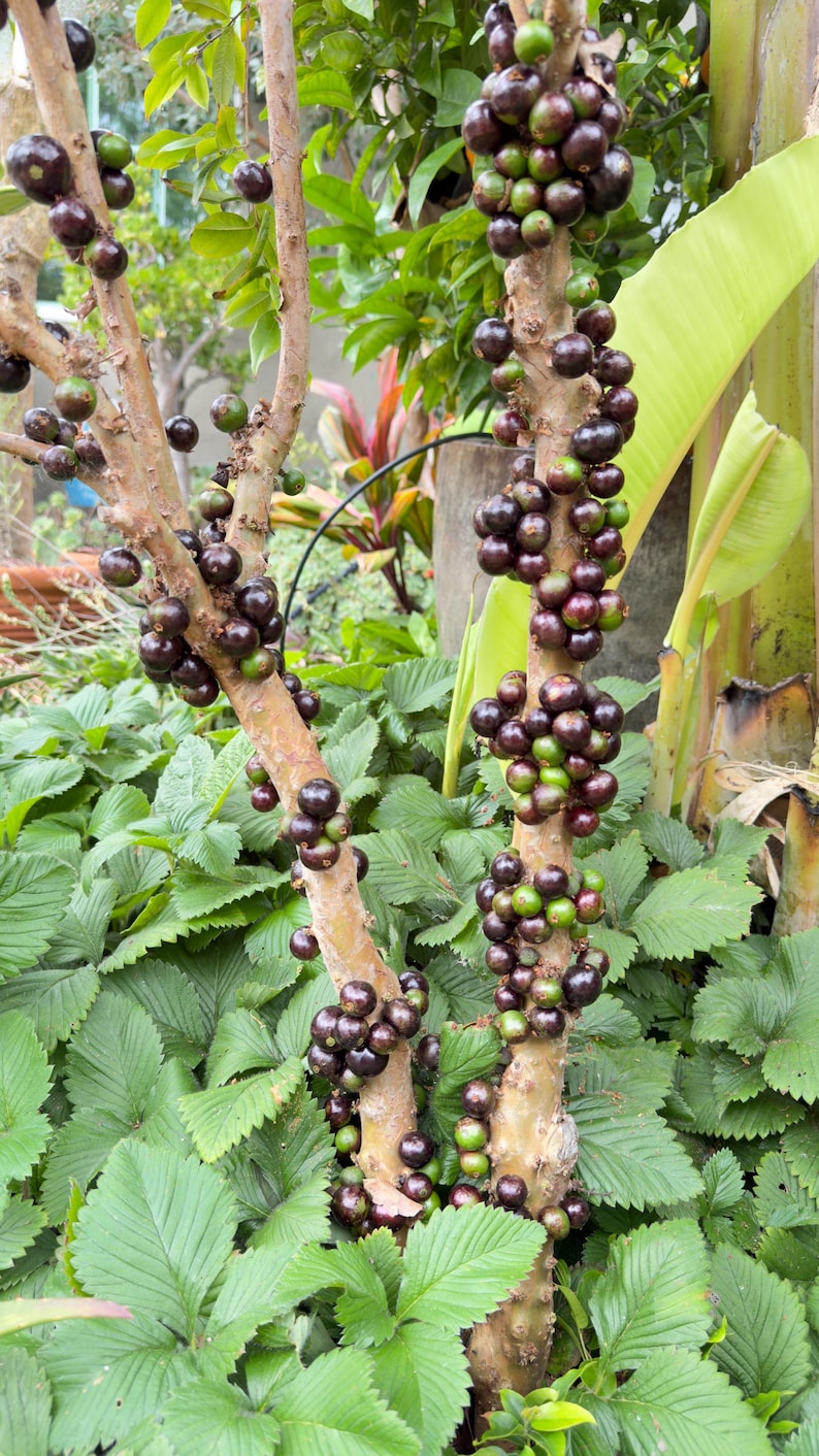 Plinia Sp. Red X, Aka Red Jaboticaba or Precocious Jaboticaba; Pack of ...