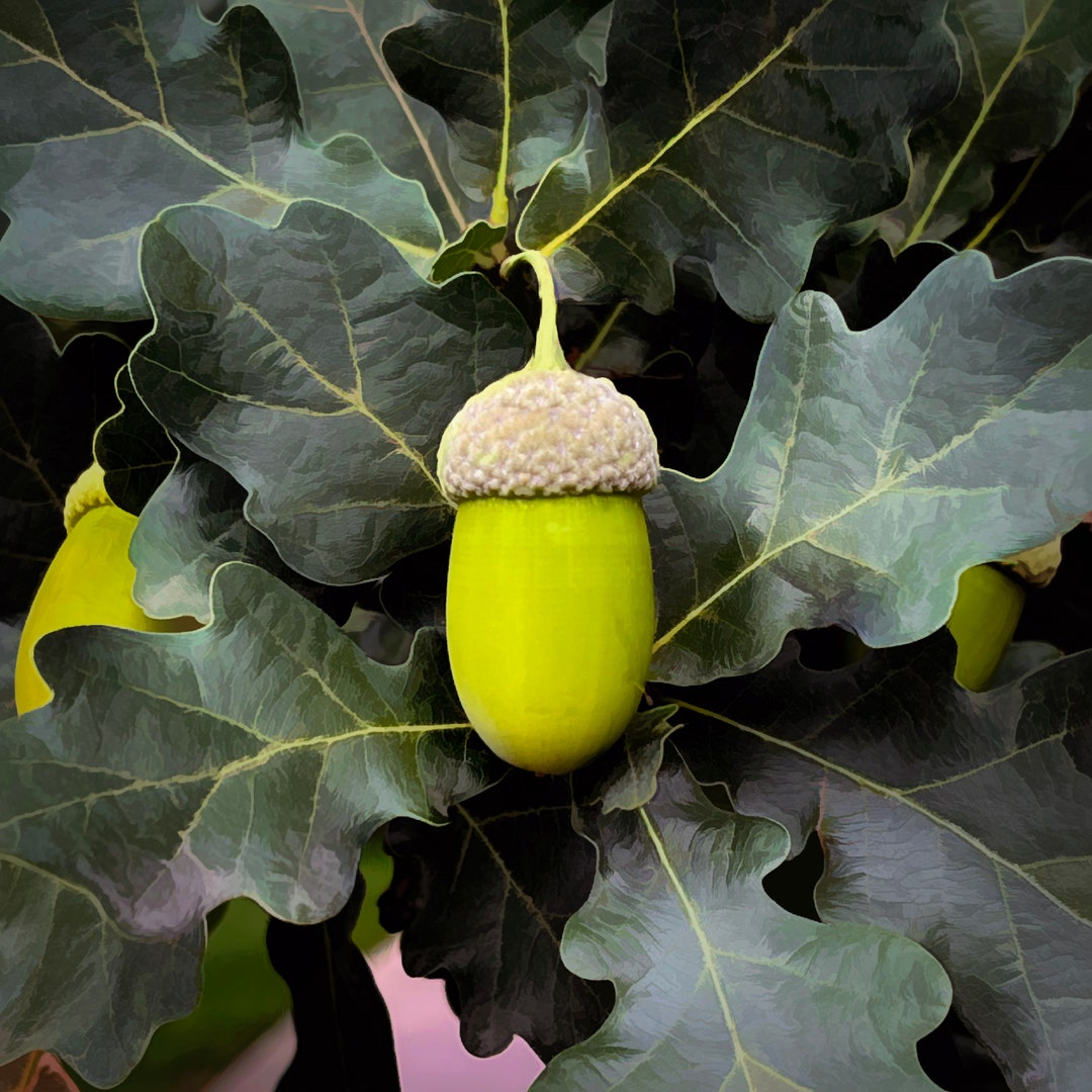 Young Acorn in Oak Tree With Leaves, Summer. - Etsy