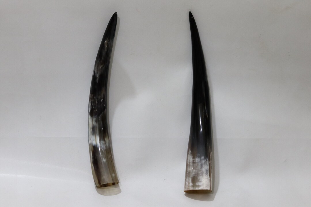Steer Horn Pair (one Pair Only) Polished Cow Horns Bull Western Decor ...