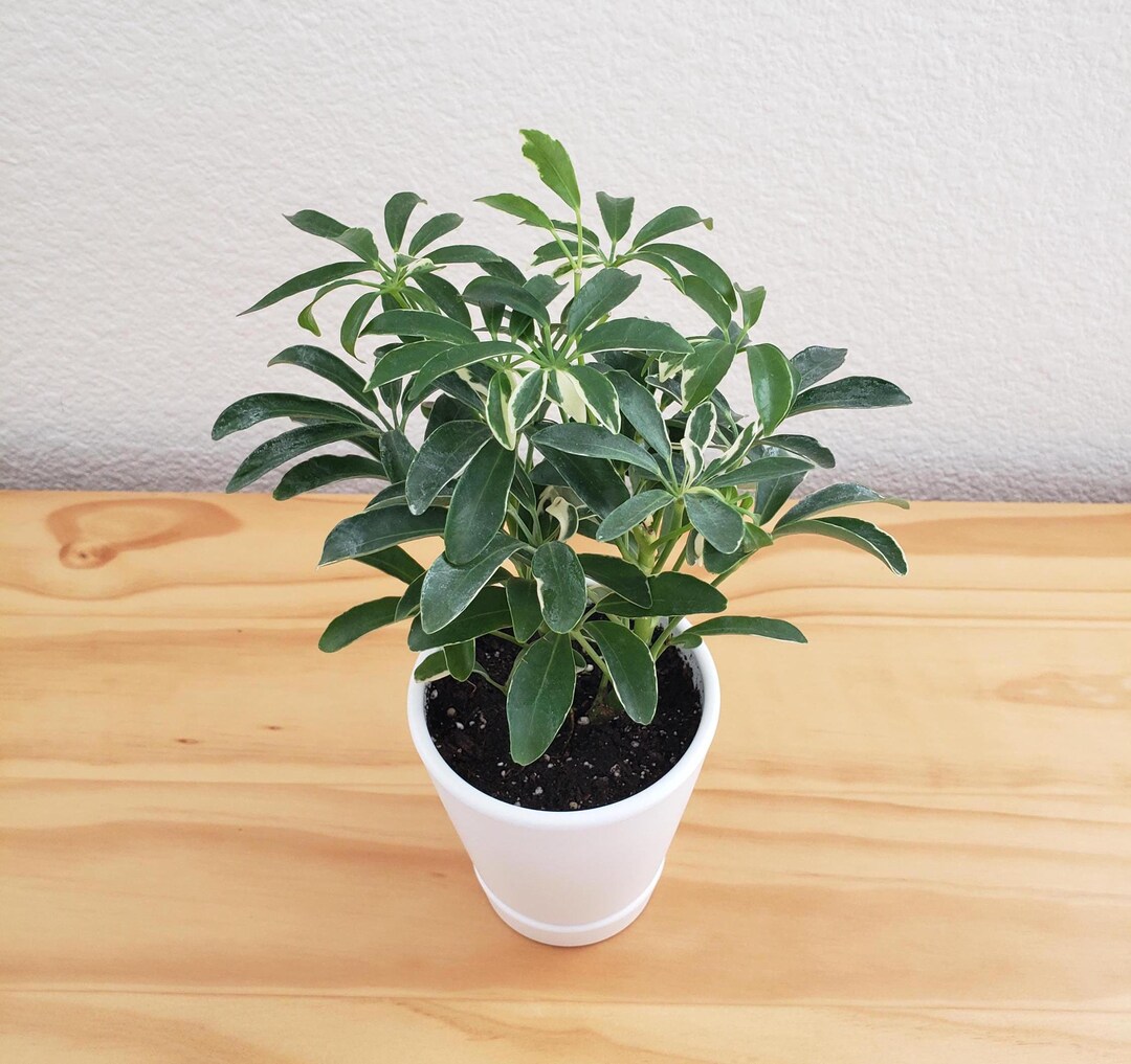 Moondrop Schefflera, Live Dwarf Schefflera Houseplant in 4" Pot ...