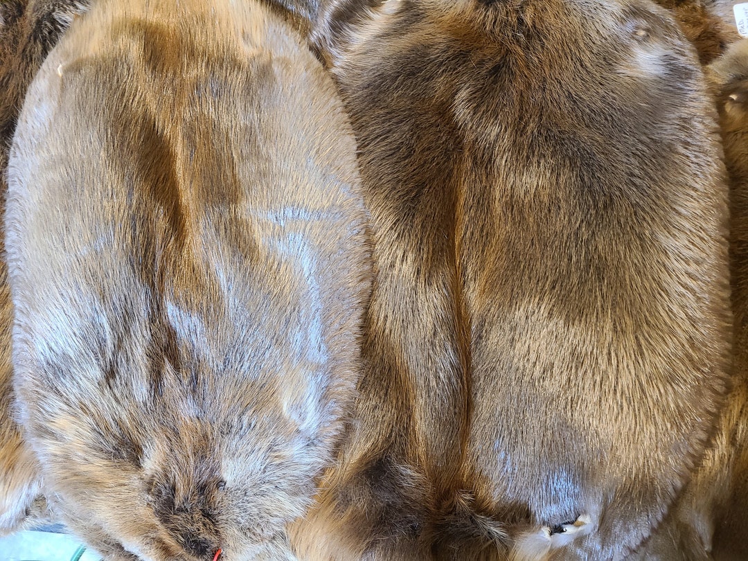 Large Medium Tanned Beaver Pelt Cabin Decor Rustic Setting - Etsy