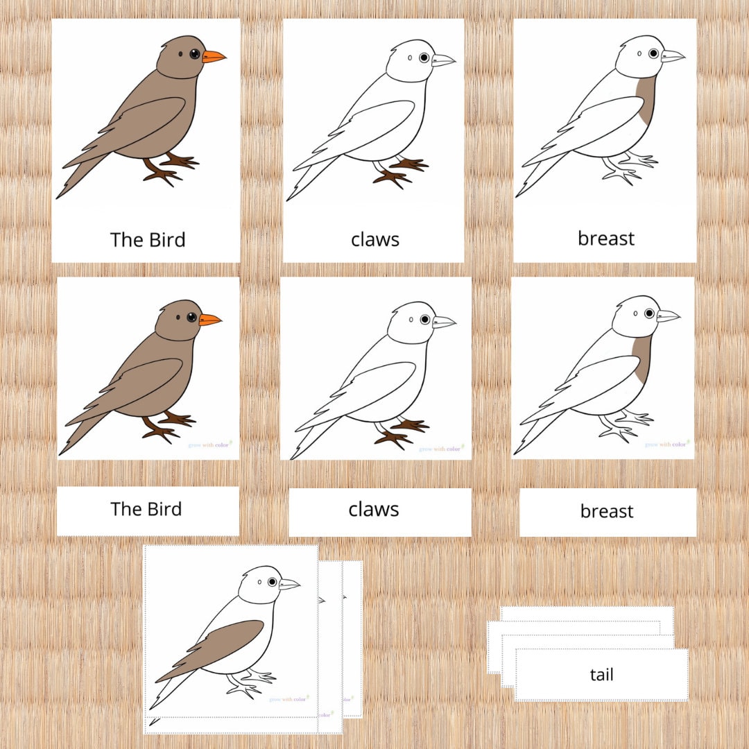 Parts of the Bird Nomenclature Cards - Etsy